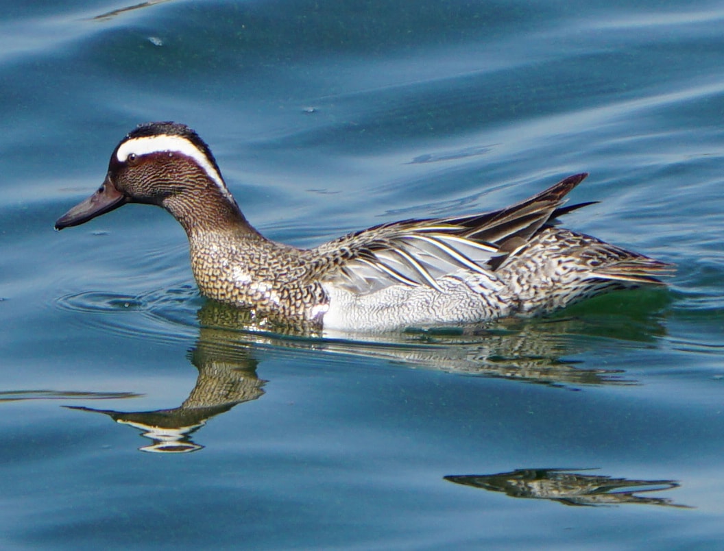 Garganey by Finley Hutchinson - BirdGuides