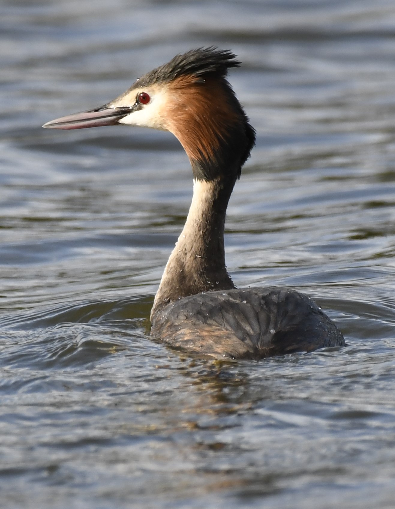 Great Crested Grebe by Paul Downes - BirdGuides