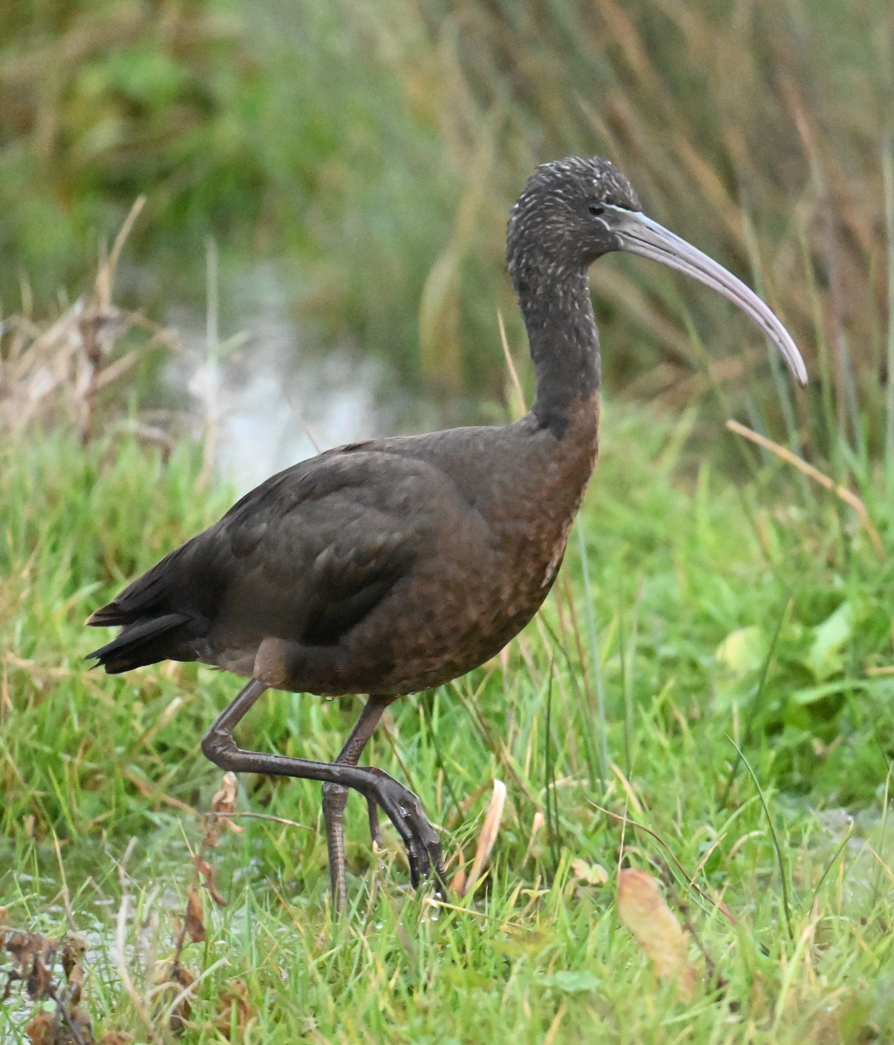 Details : Glossy Ibis - BirdGuides