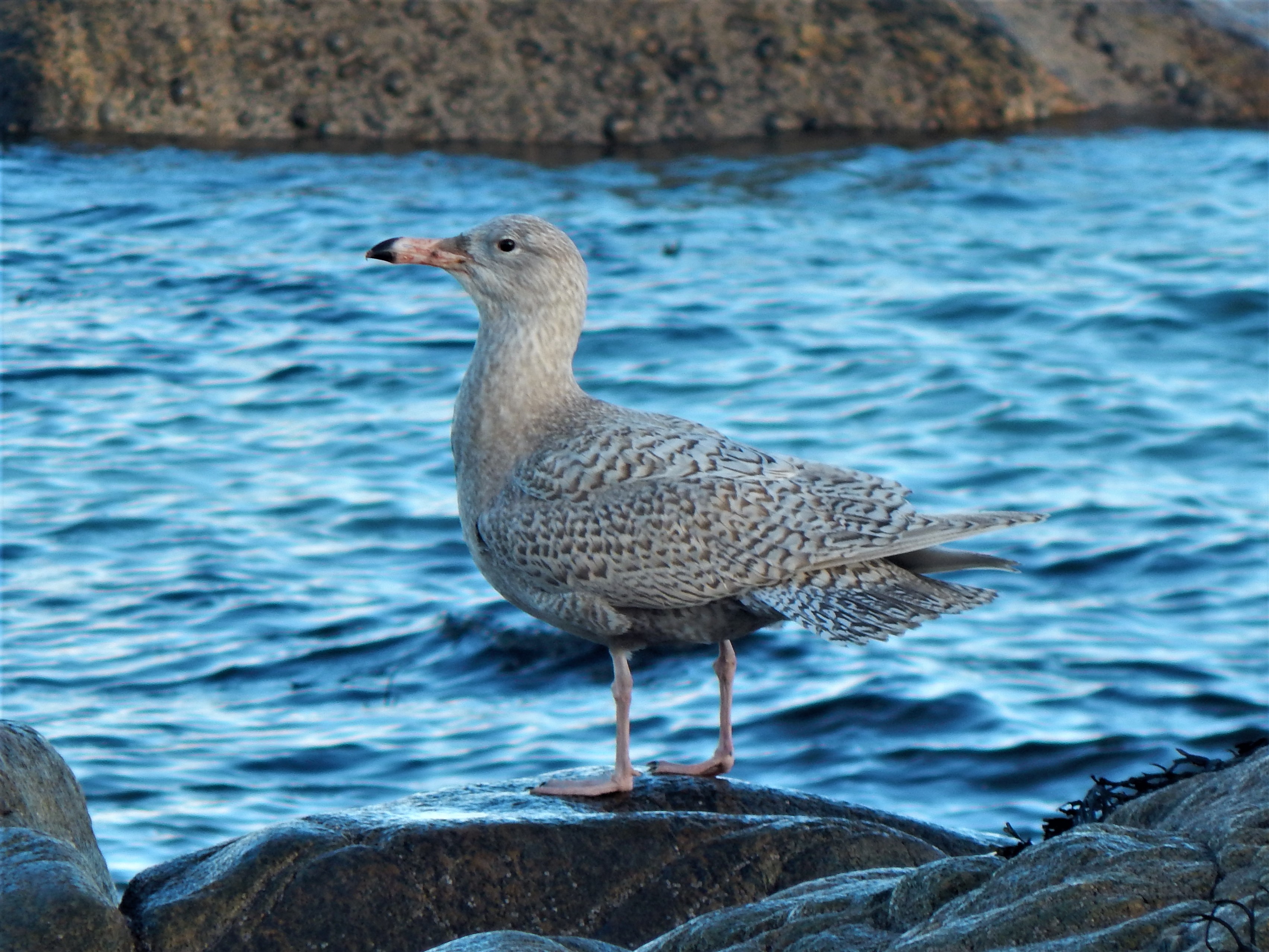 Glaucous Gull by John Bowler - BirdGuides