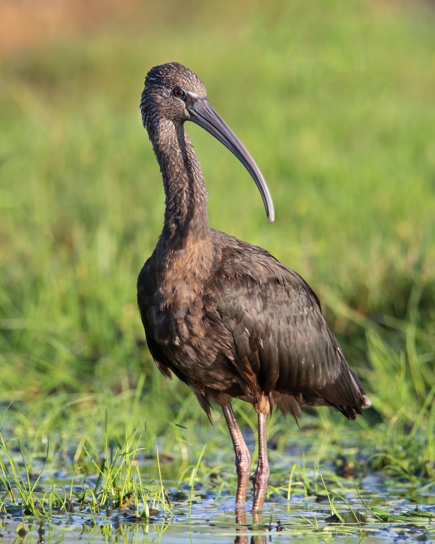 Glossy Ibis by Jeremy Mcclements - BirdGuides