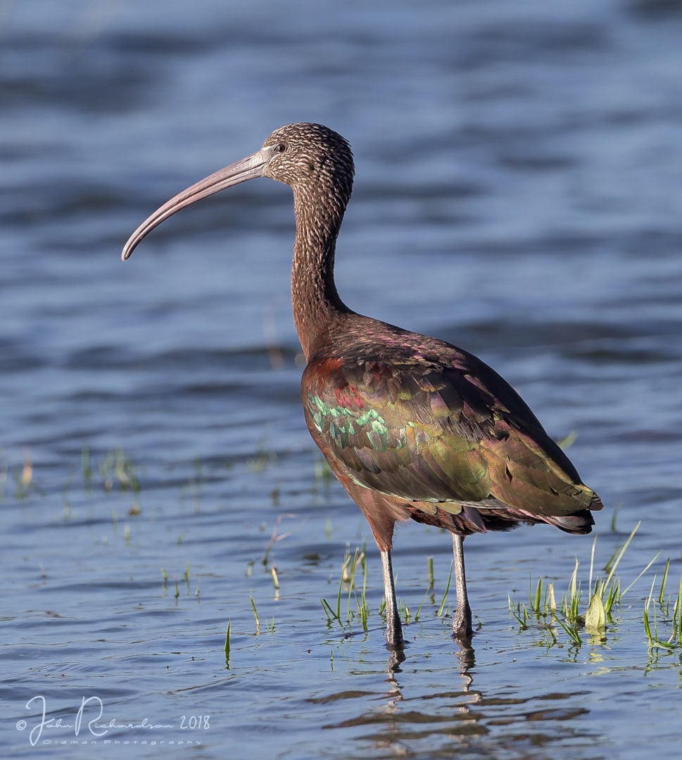 Glossy Ibis by John Richardson - BirdGuides