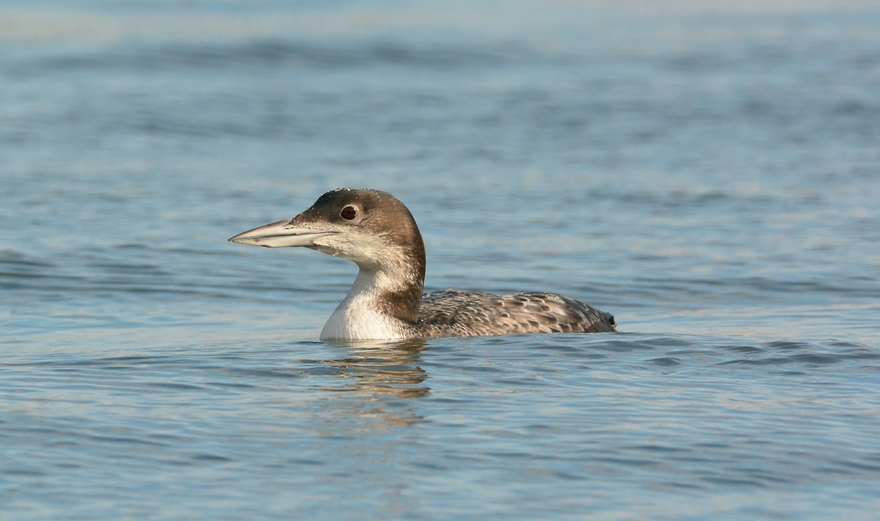 Great Northern Diver by Damian Money - BirdGuides