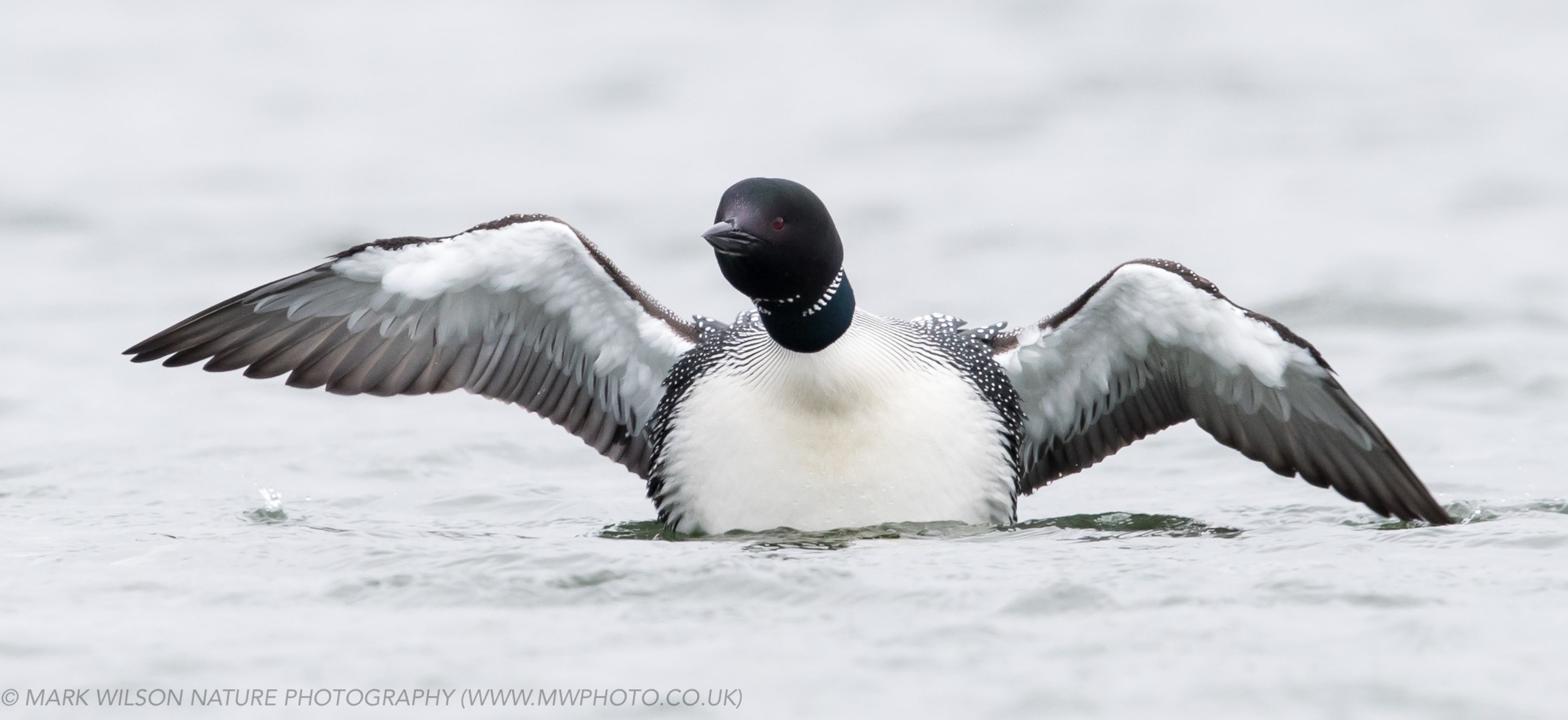 Great Northern Diver by Mark Wilson - BirdGuides
