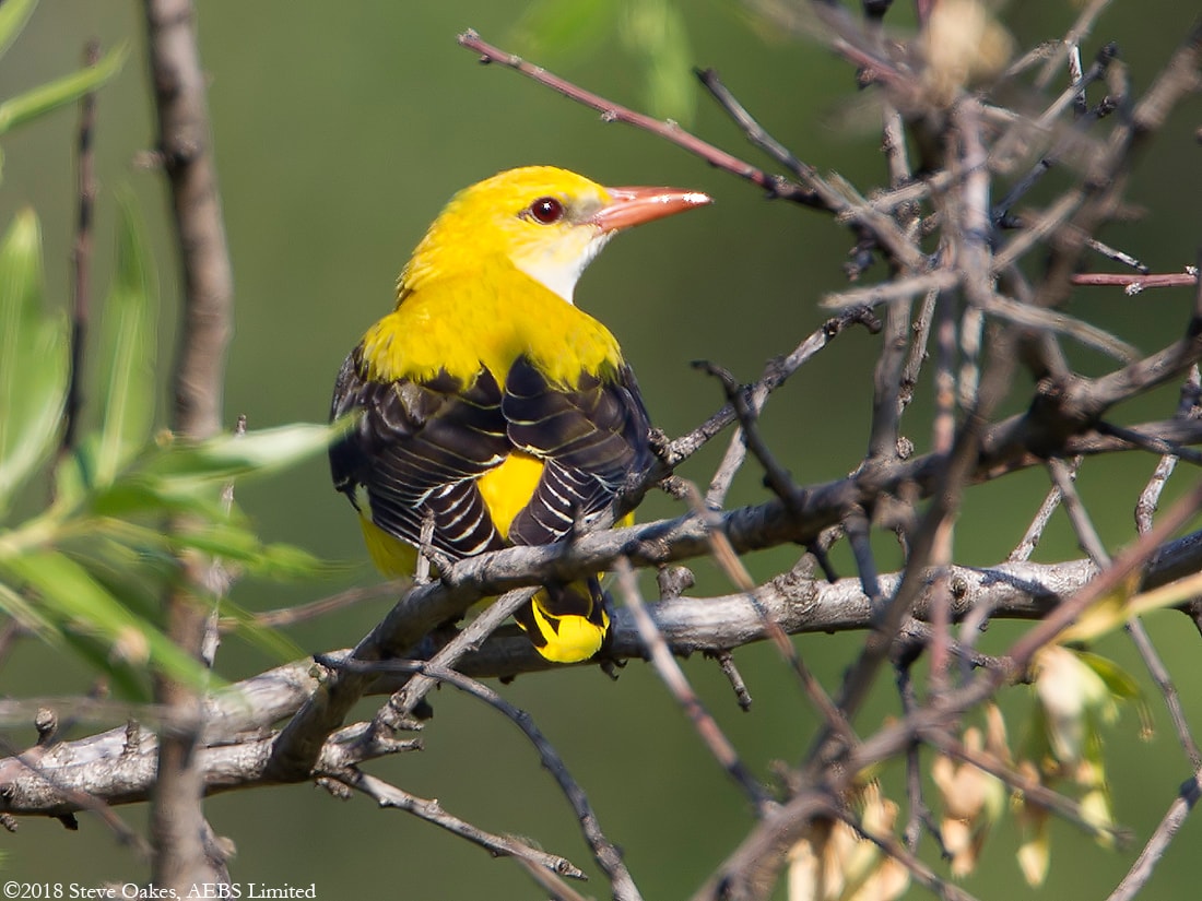 Golden Oriole by Steve Oakes, AEBS Limited - BirdGuides