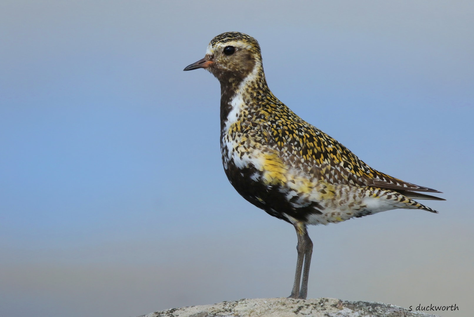 European Golden Plover by Scott Duckworth - BirdGuides