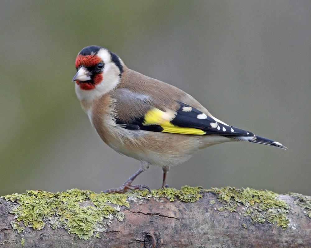 Goldfinch by John Derick Elvidge - BirdGuides