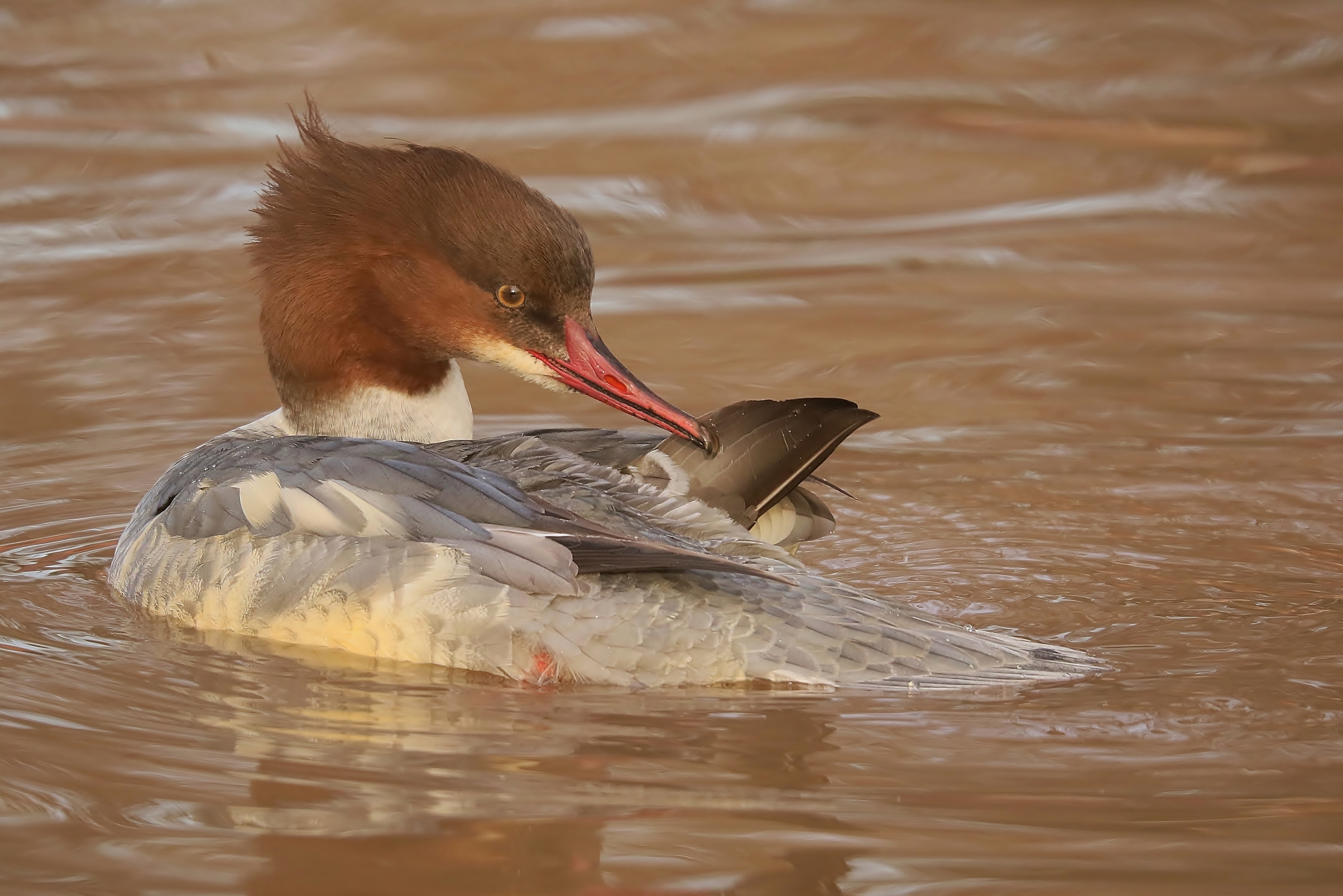 Goosander by Clive Daelman - BirdGuides