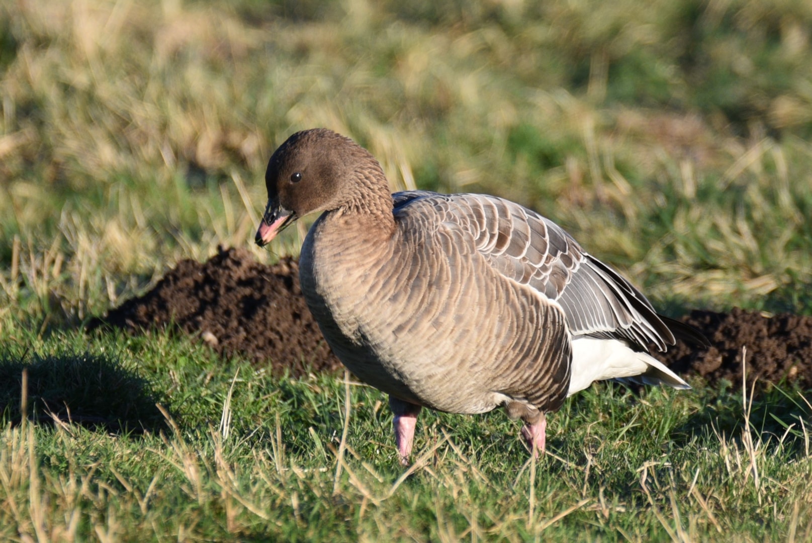 Pink-footed Goose by Philip Robinson - BirdGuides