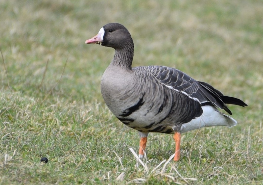 Russian White-fronted Goose by Philip Robinson - BirdGuides