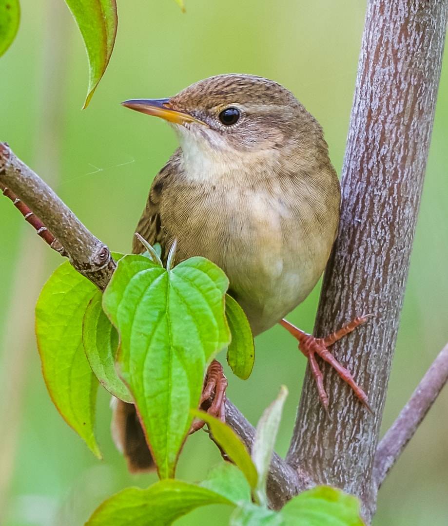 Grasshopper Warbler by Peter Garrity - BirdGuides