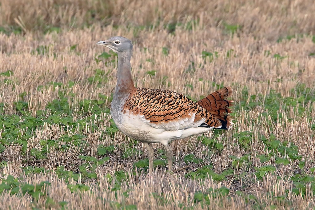 Great Bustard by David Hastings - BirdGuides