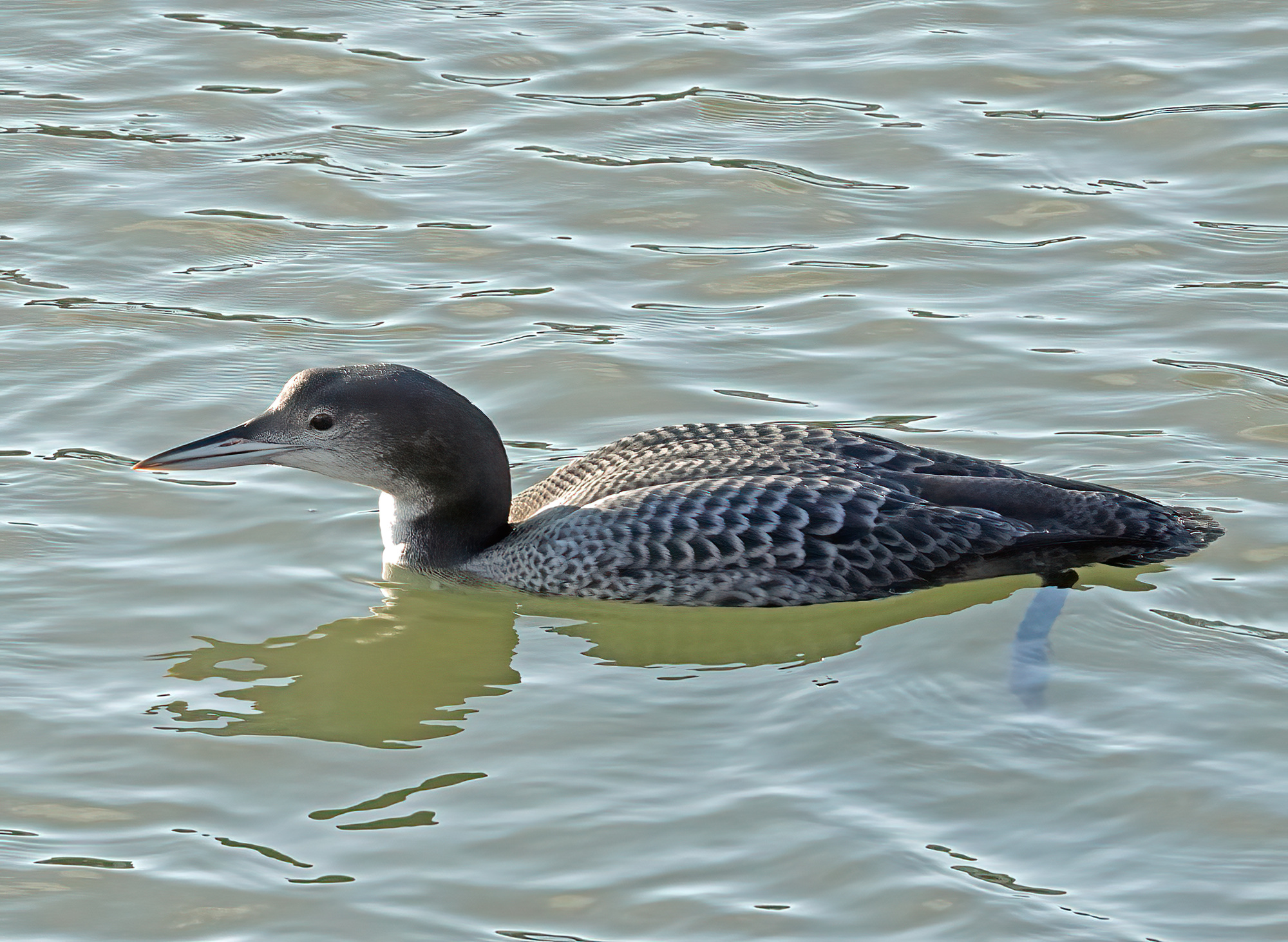 Great Northern Diver by John Derick Elvidge - BirdGuides