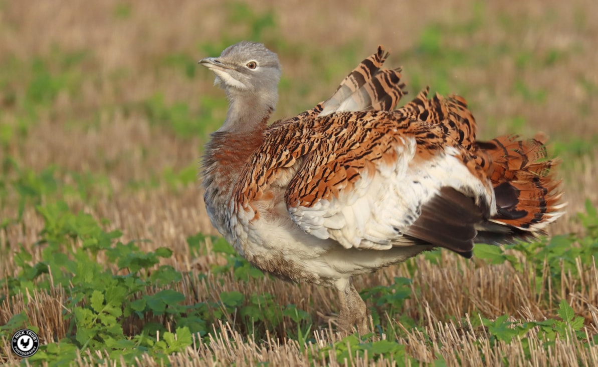 Great Bustard by Nick Truby - BirdGuides