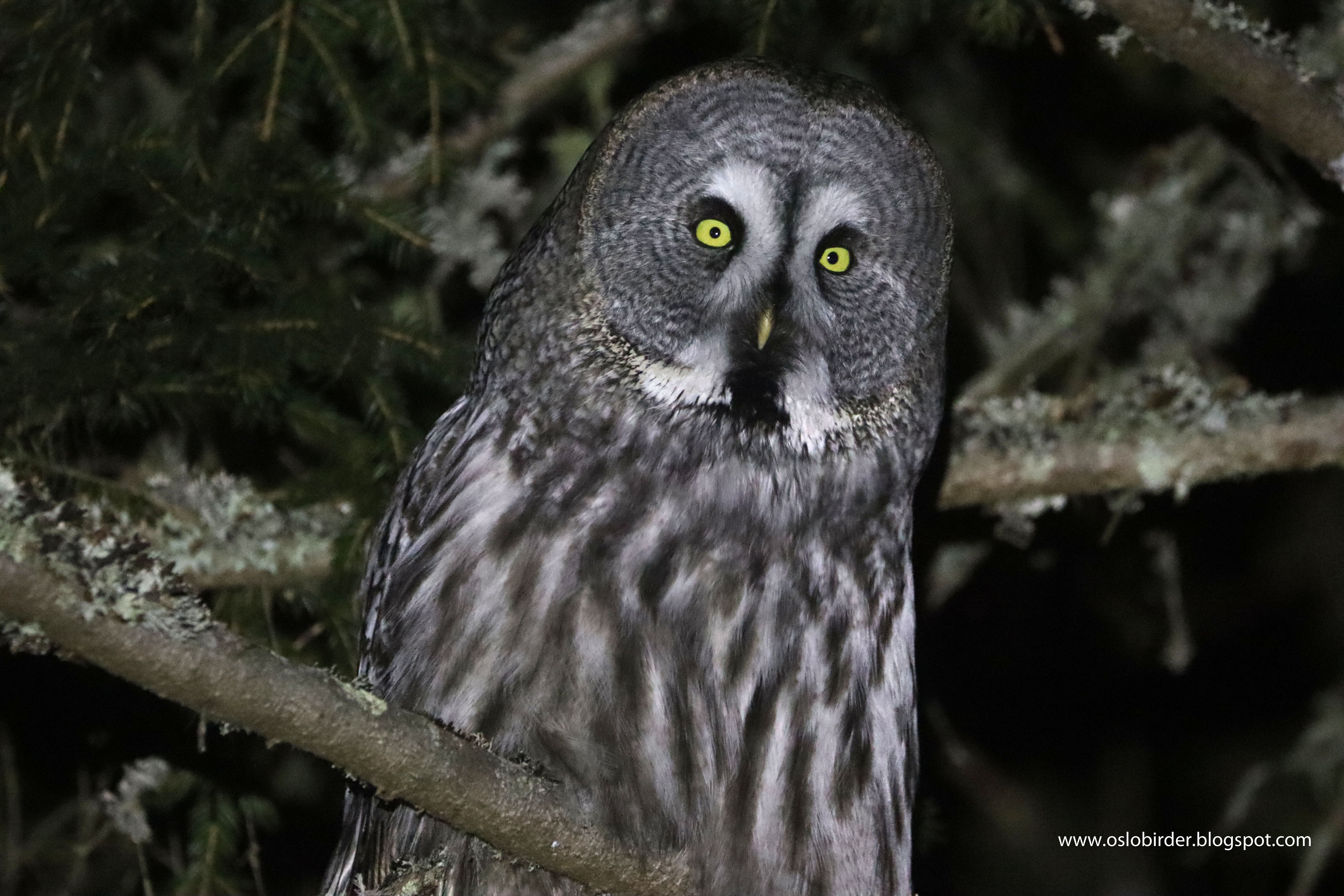Great Grey Owl by Simon Rix - BirdGuides