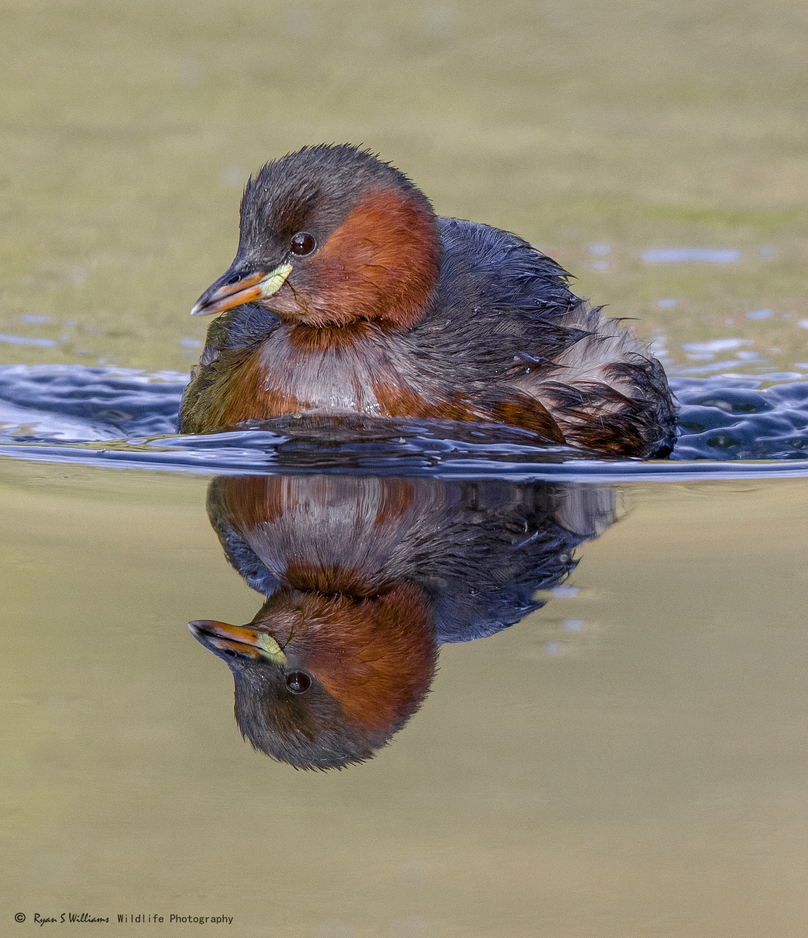 Little Grebe by Ryan Williams - BirdGuides