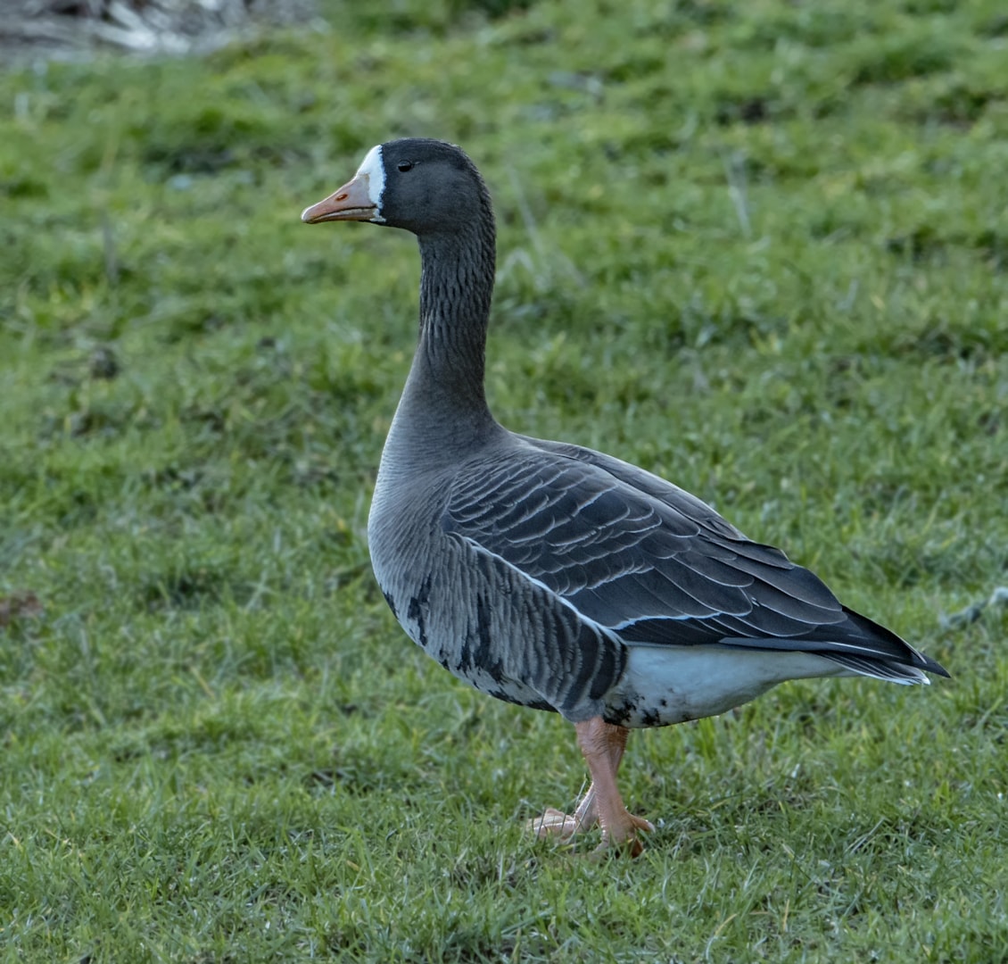 Greenland White-fronted Goose by Martyn Jones - BirdGuides