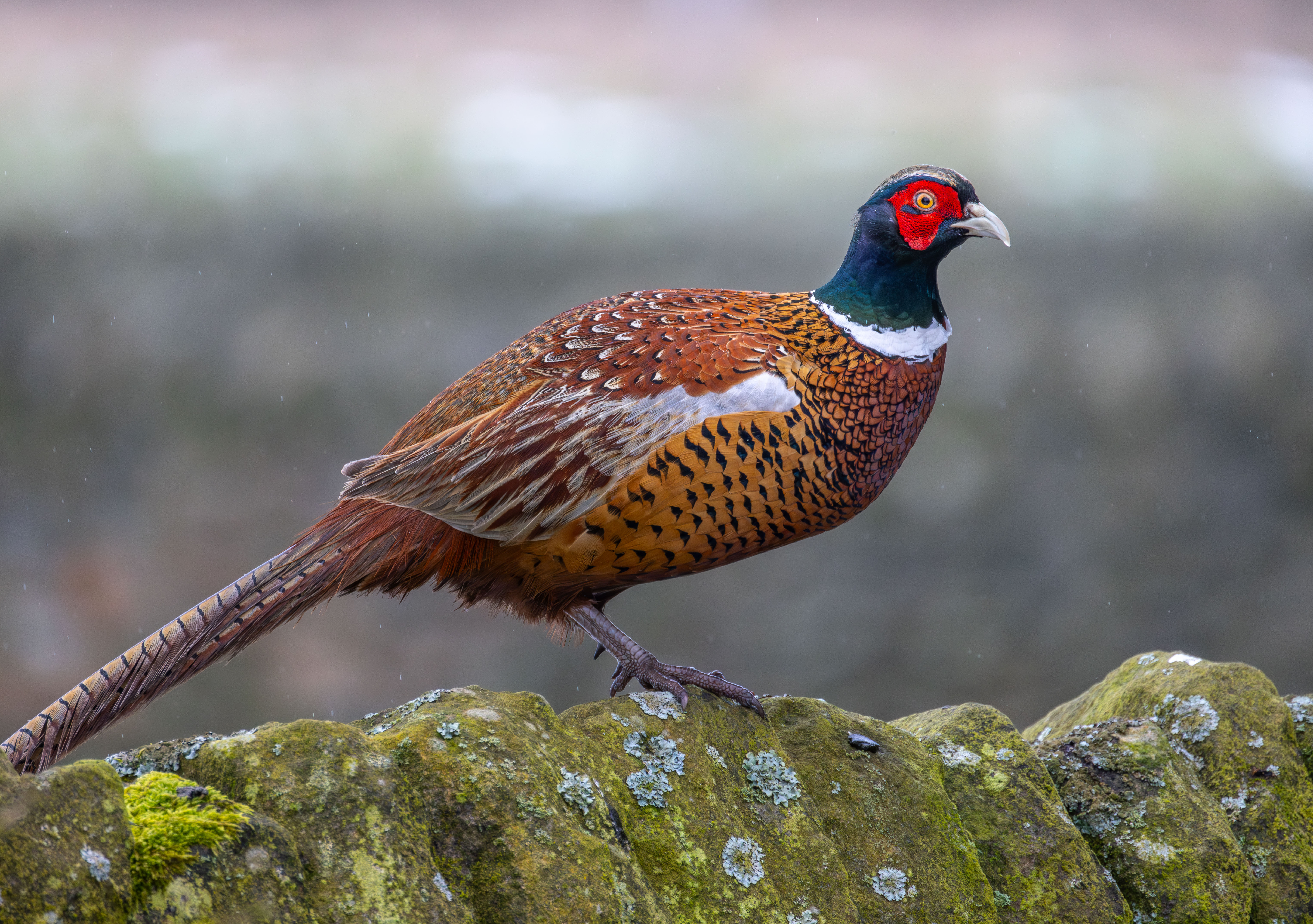 Common Pheasant by Peter Garrity - BirdGuides