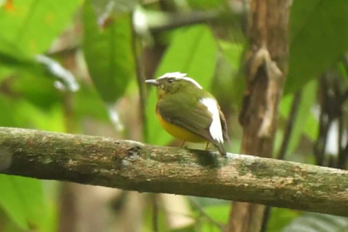 Details : Snow-capped Manakin - BirdGuides