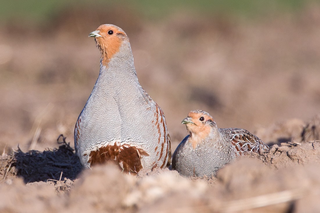 Grey Partridge by Gary Woodburn - BirdGuides