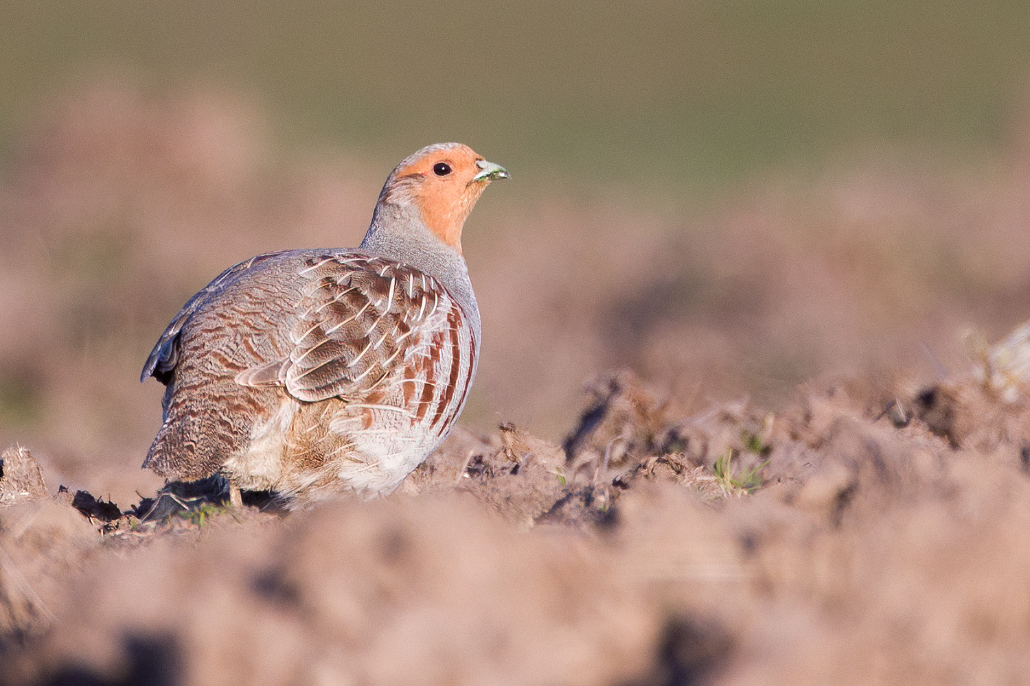 Fallow land promotes bird biodiversity, German study shows - BirdGuides