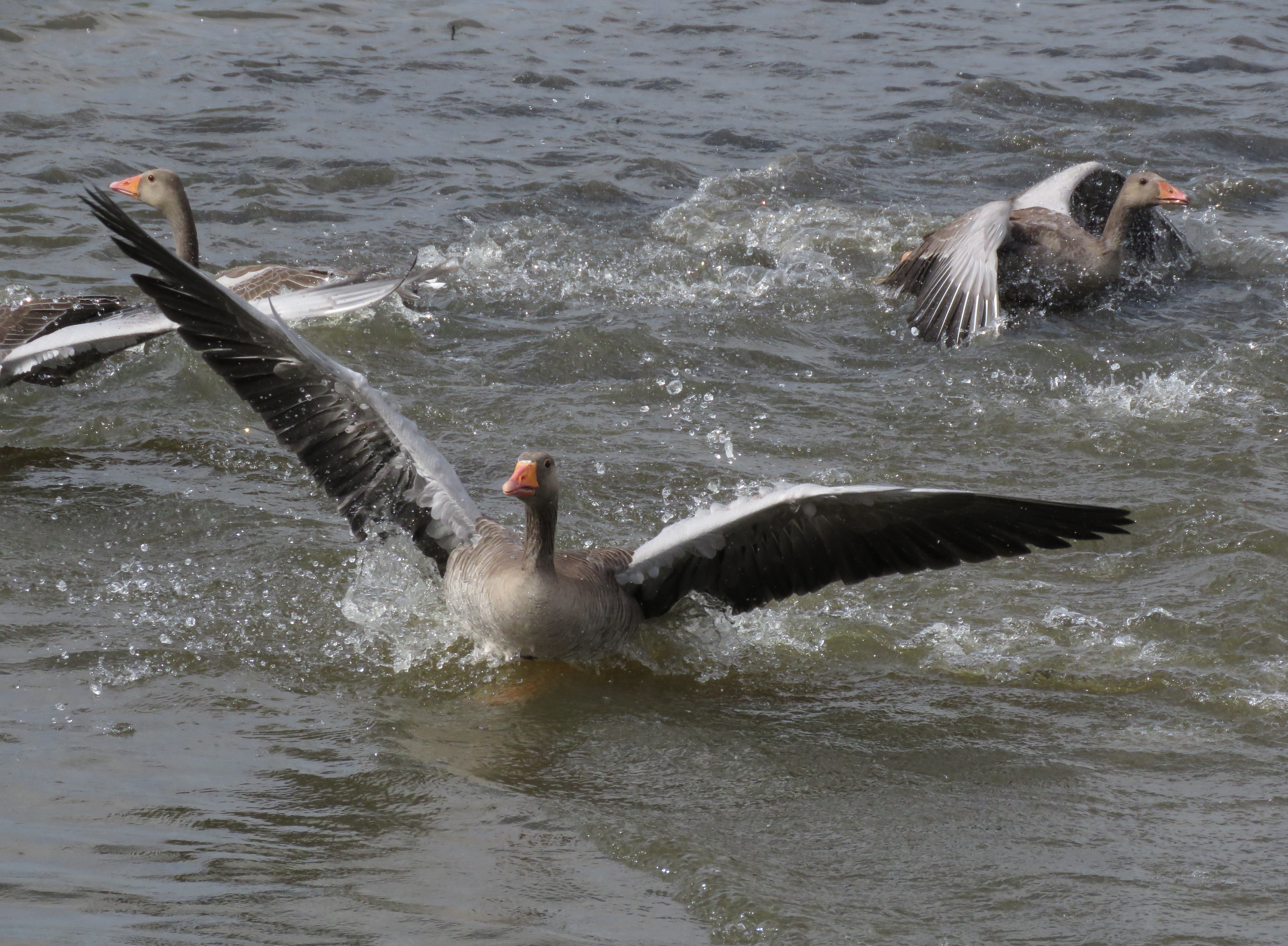 Geese take five hours to recover from fireworks terror - BirdGuides