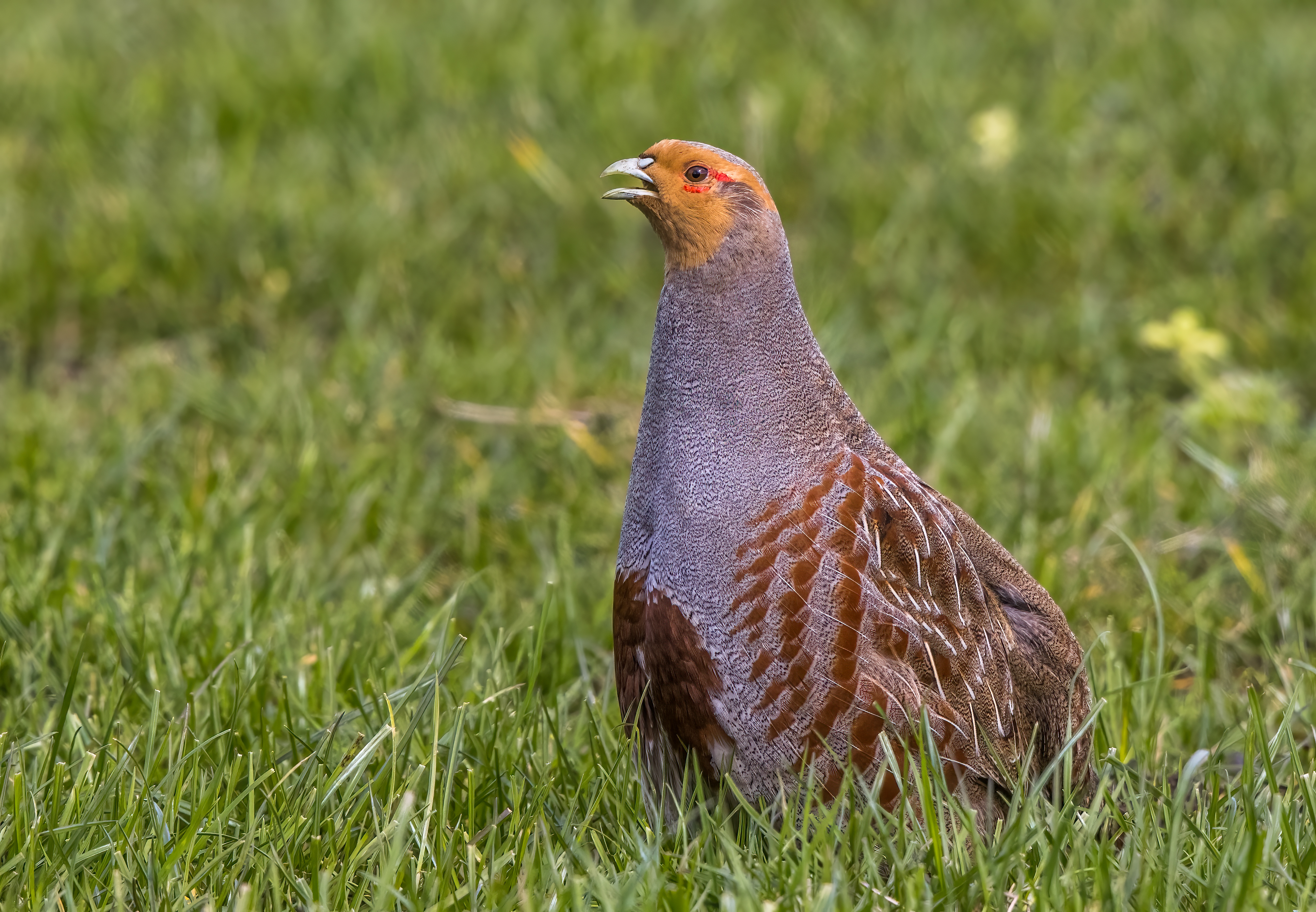 Grey Partridge by Peter Garrity - BirdGuides
