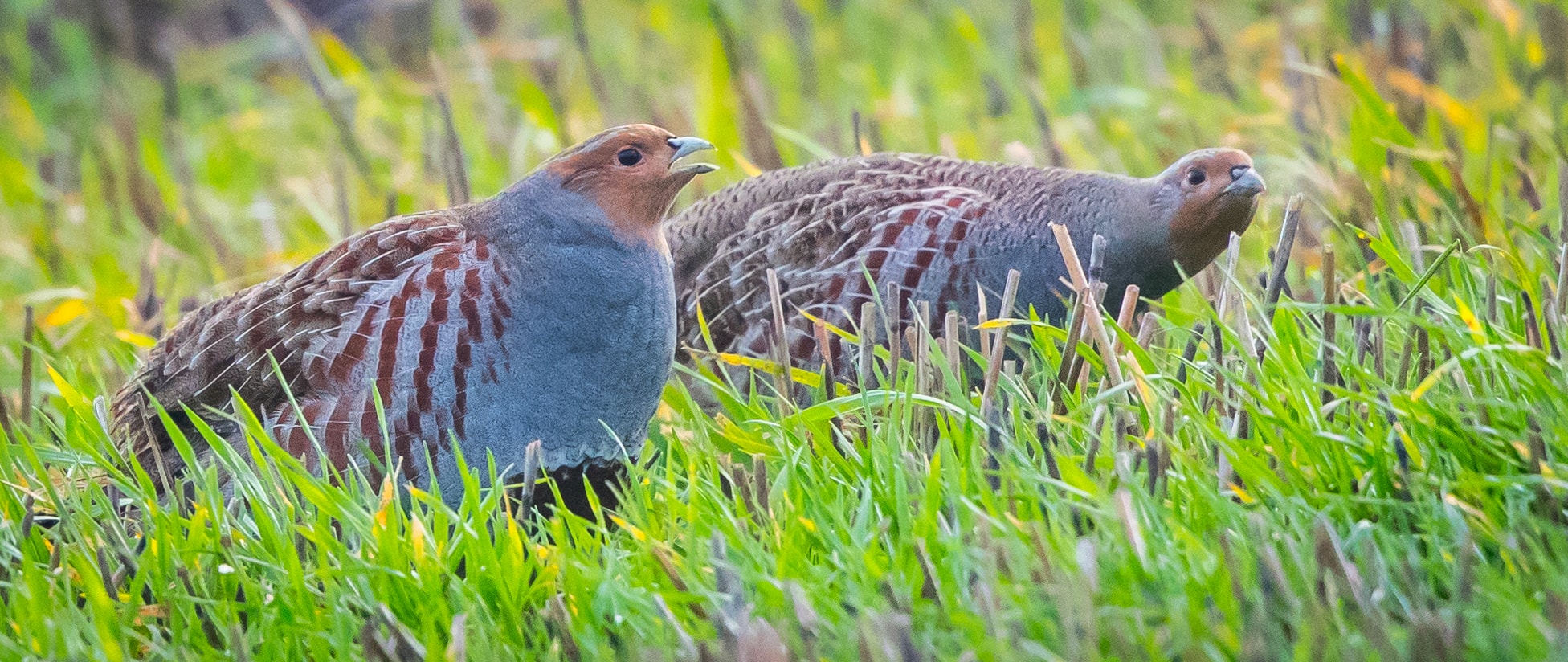 Grey Partridge by Peter Garrity - BirdGuides