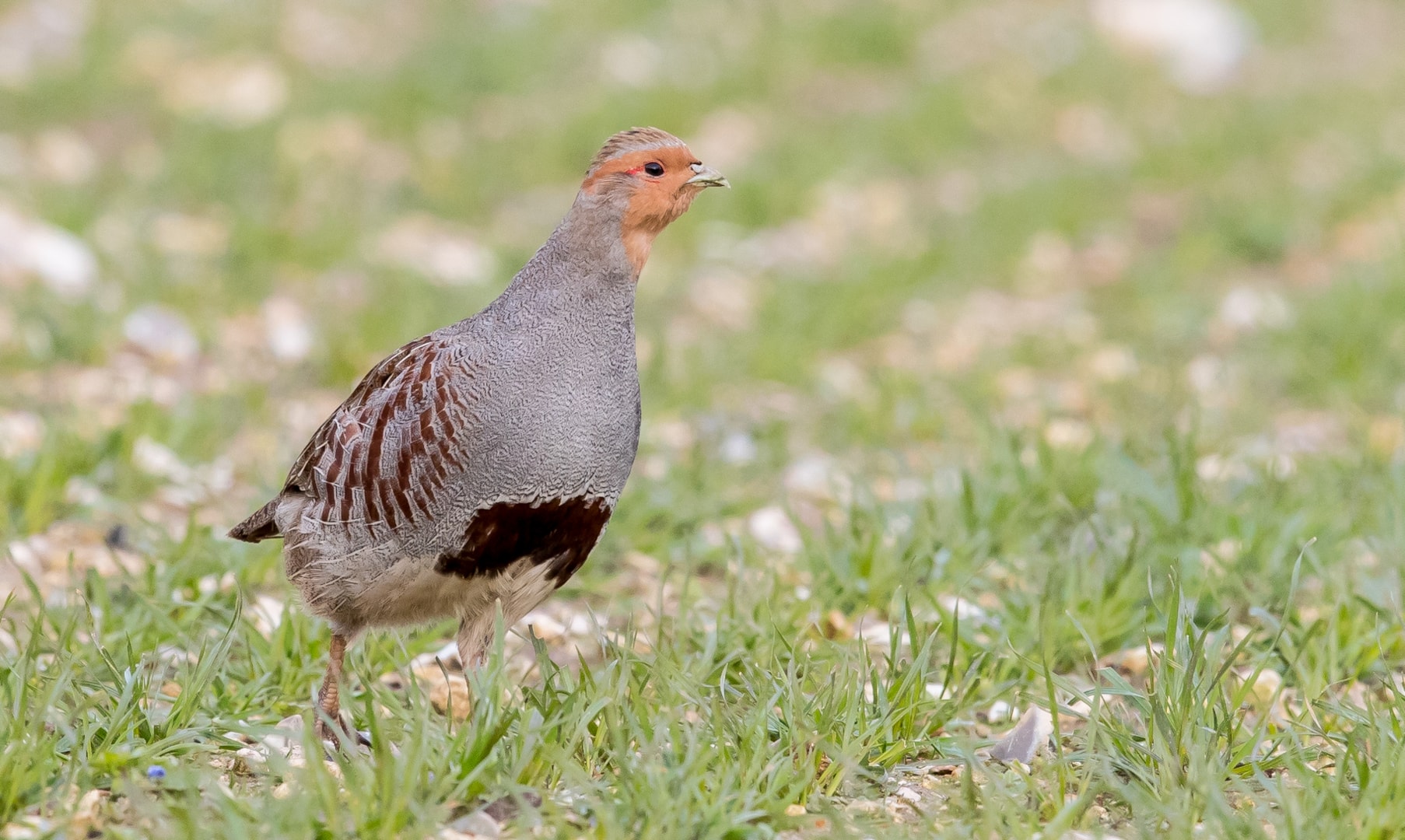 Grey Partridge by Mark Wilson - BirdGuides