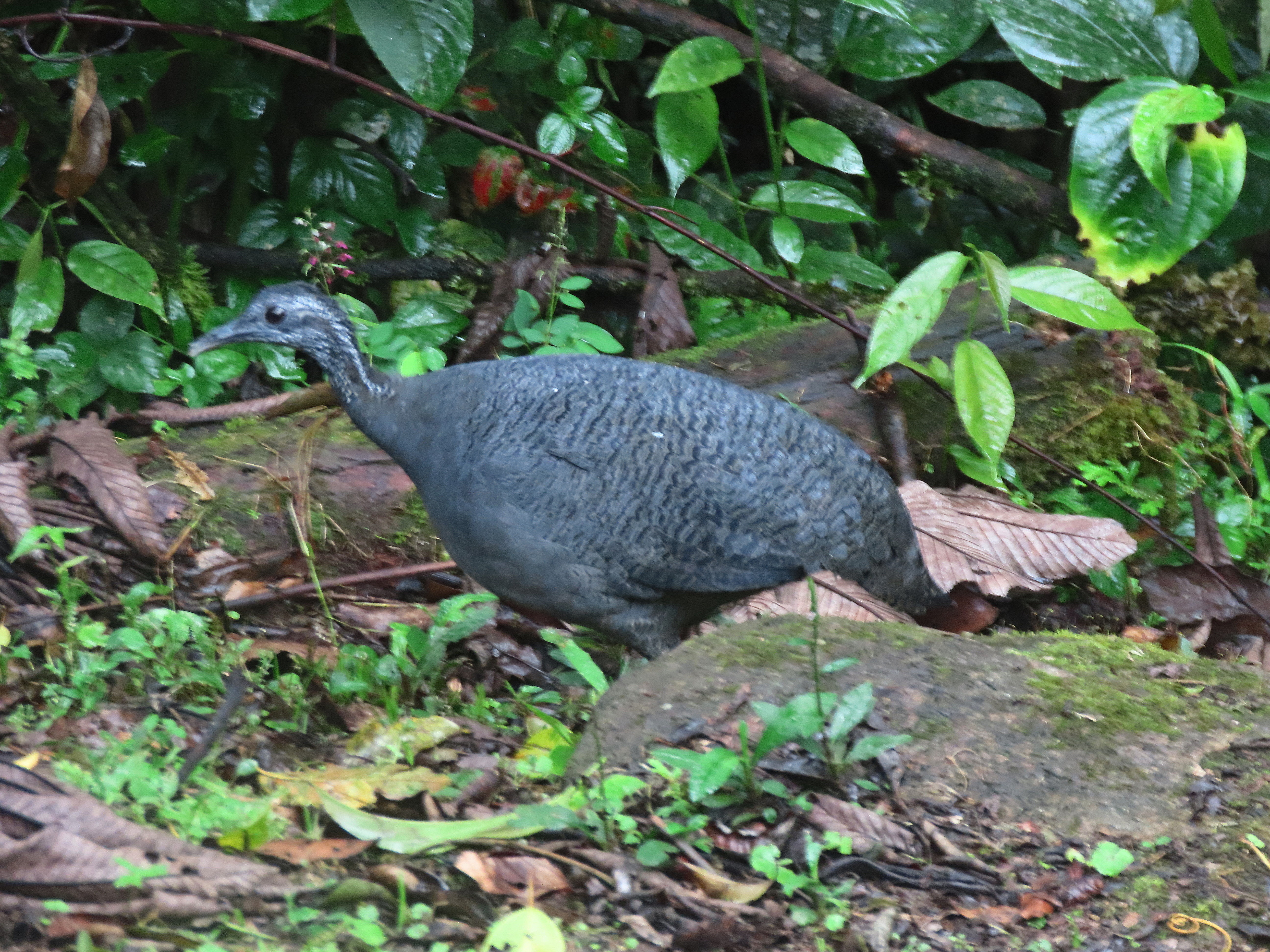 Details : Grey Tinamou - BirdGuides