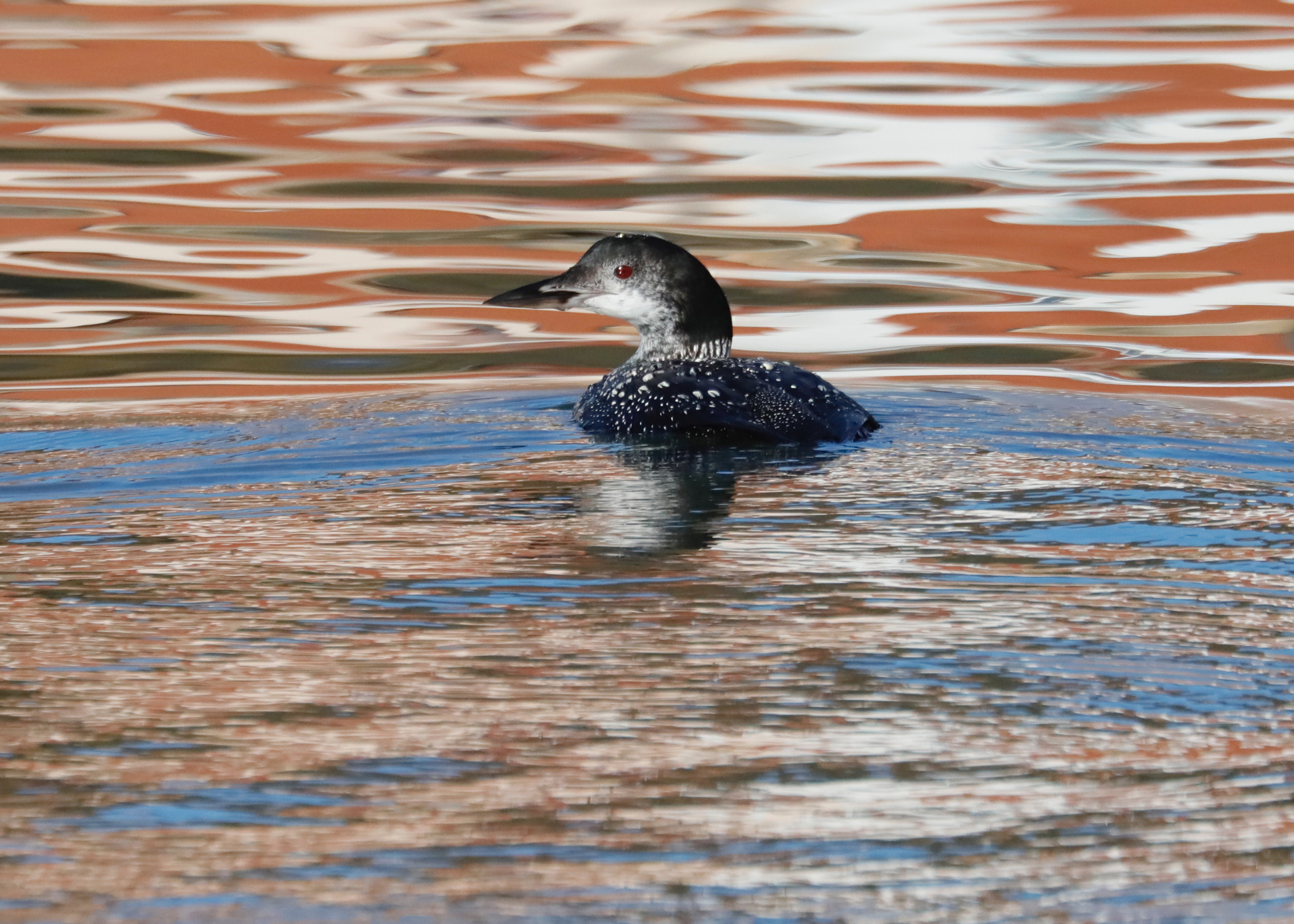 Great Northern Diver by Terry Hobson - BirdGuides