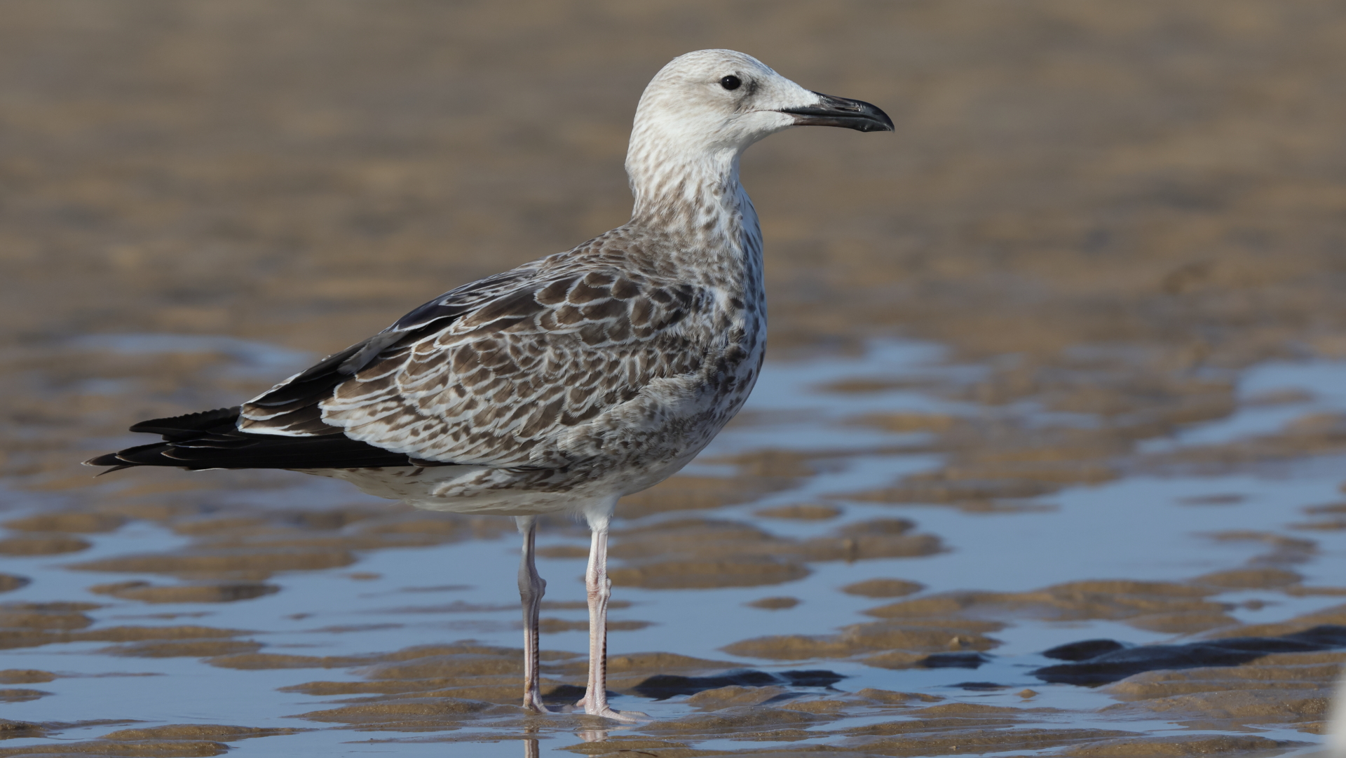 Caspian Gull by Neil G Morris - BirdGuides