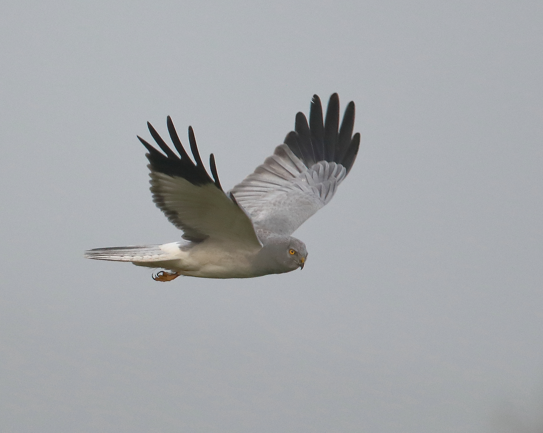 Bog restoration project boosts Northern Ireland wildlife - BirdGuides