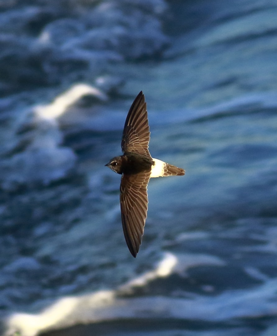 Little Swift by Mark Rayment - BirdGuides
