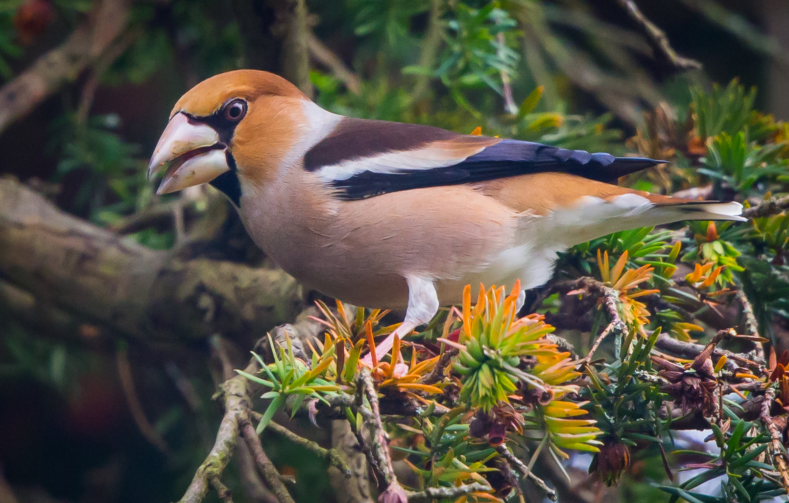 Hawfinch by Peter Garrity - BirdGuides