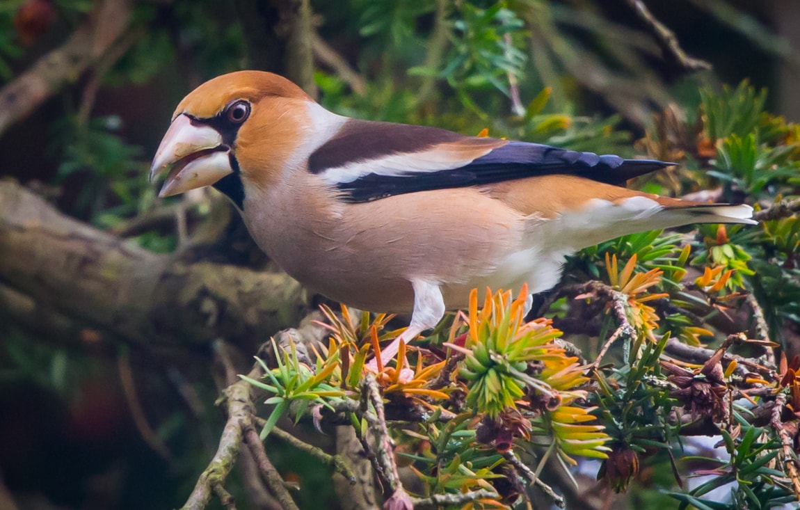 Hawfinch by Peter Garrity - BirdGuides
