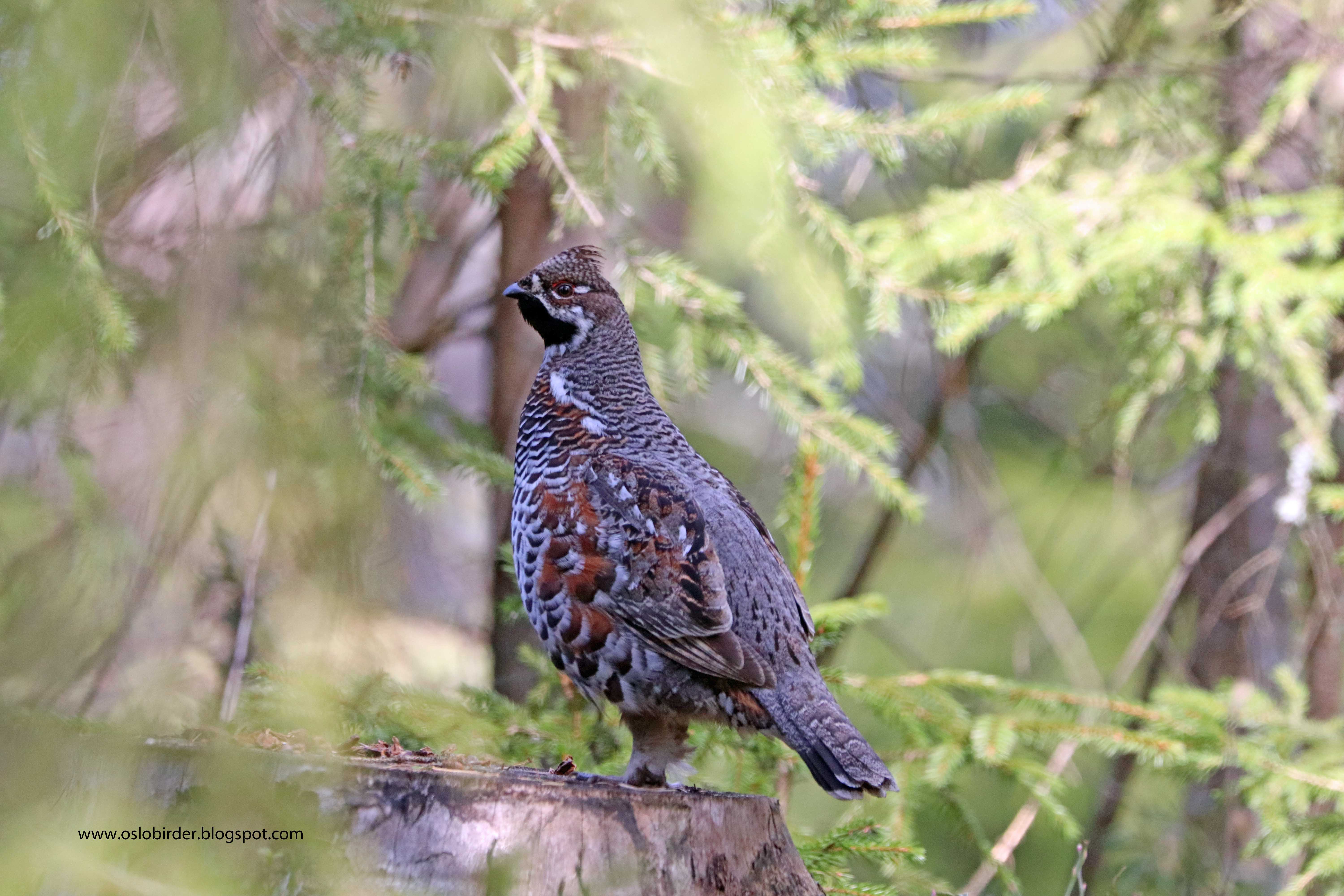 Details : Hazel Grouse - BirdGuides