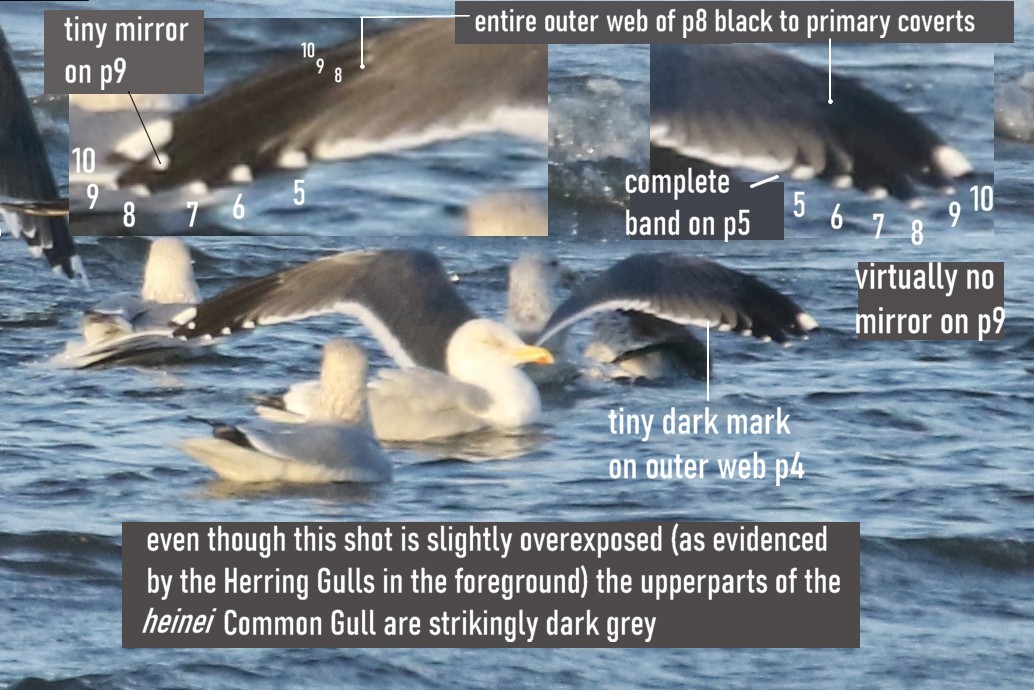 Russian Common Gull by Killian Mullarney - BirdGuides