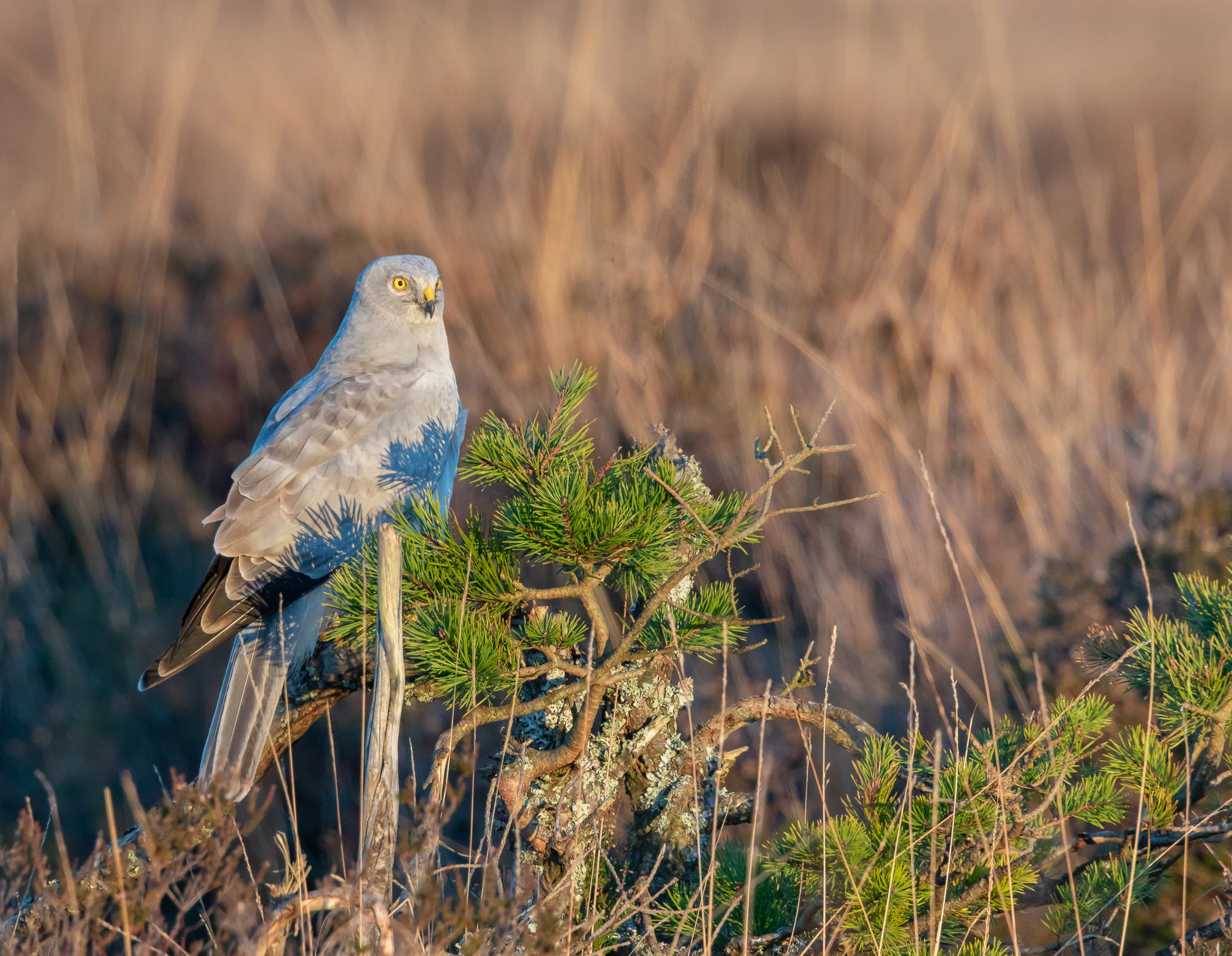 Early signs of successful Hen Harrier season at RSPB Geltsdale - BirdGuides