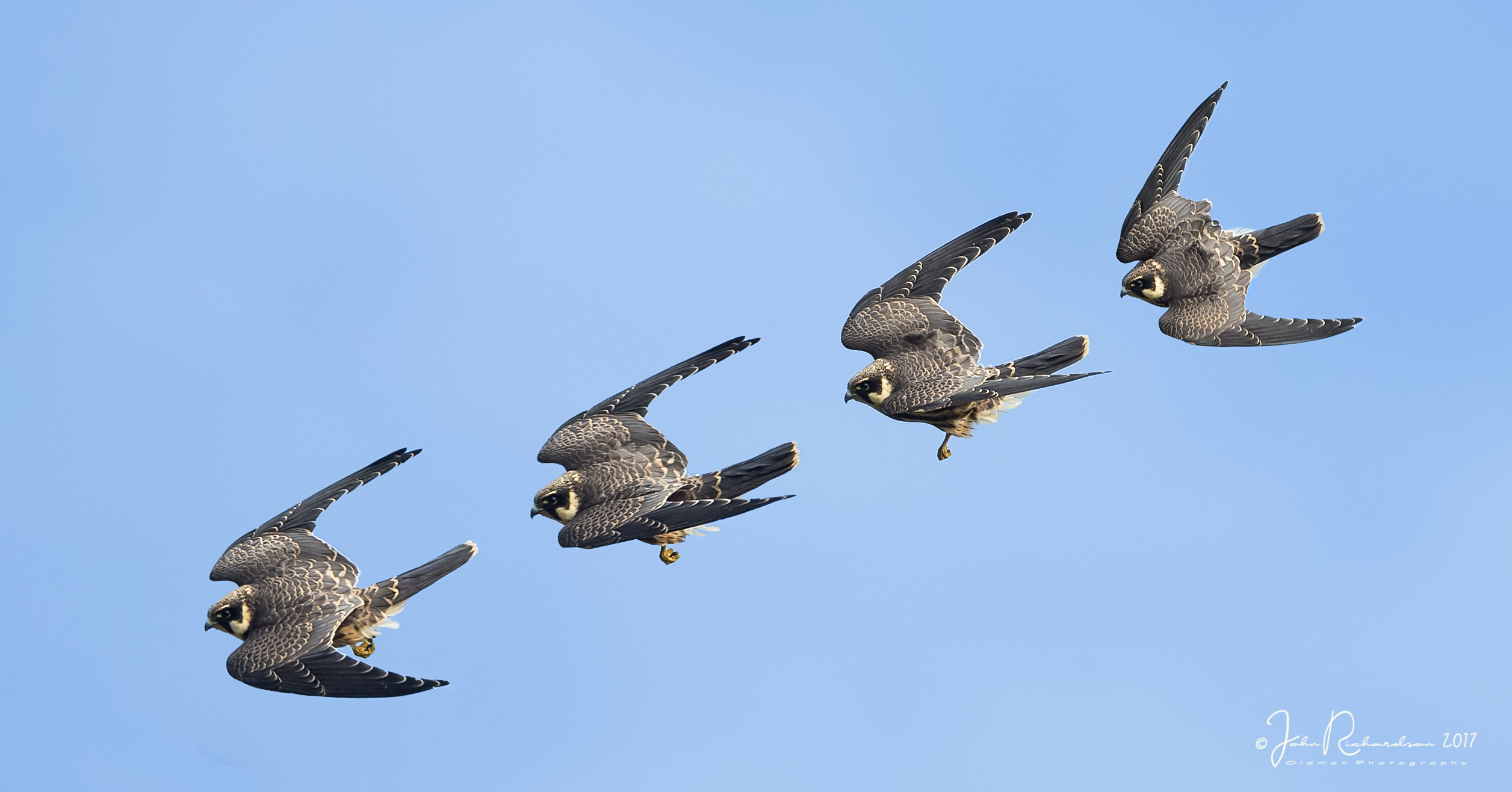 Details : Eurasian Hobby - BirdGuides