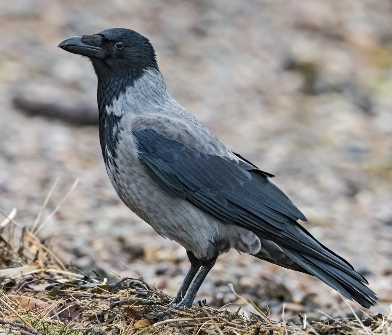 Hooded Crow by Martyn Jones - BirdGuides