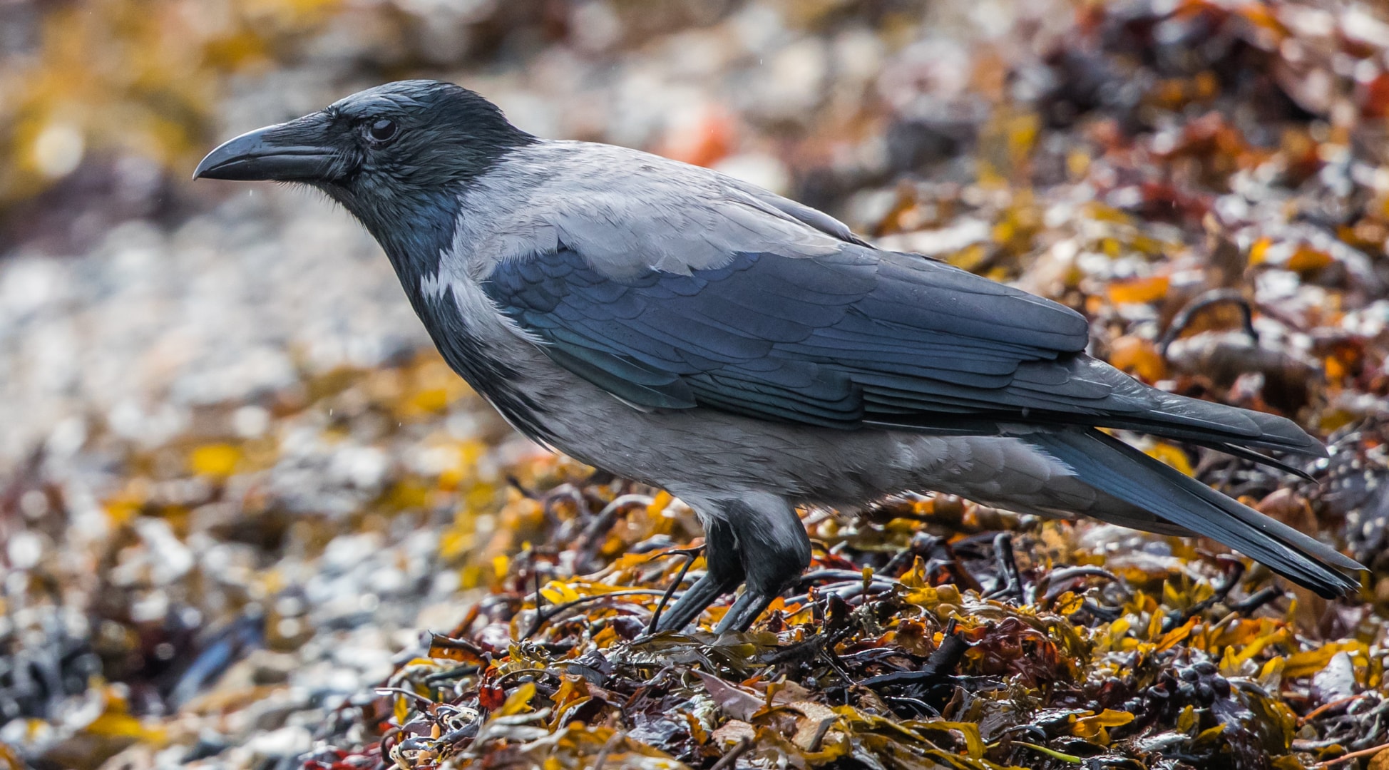 Hooded Crow by Peter Garrity - BirdGuides