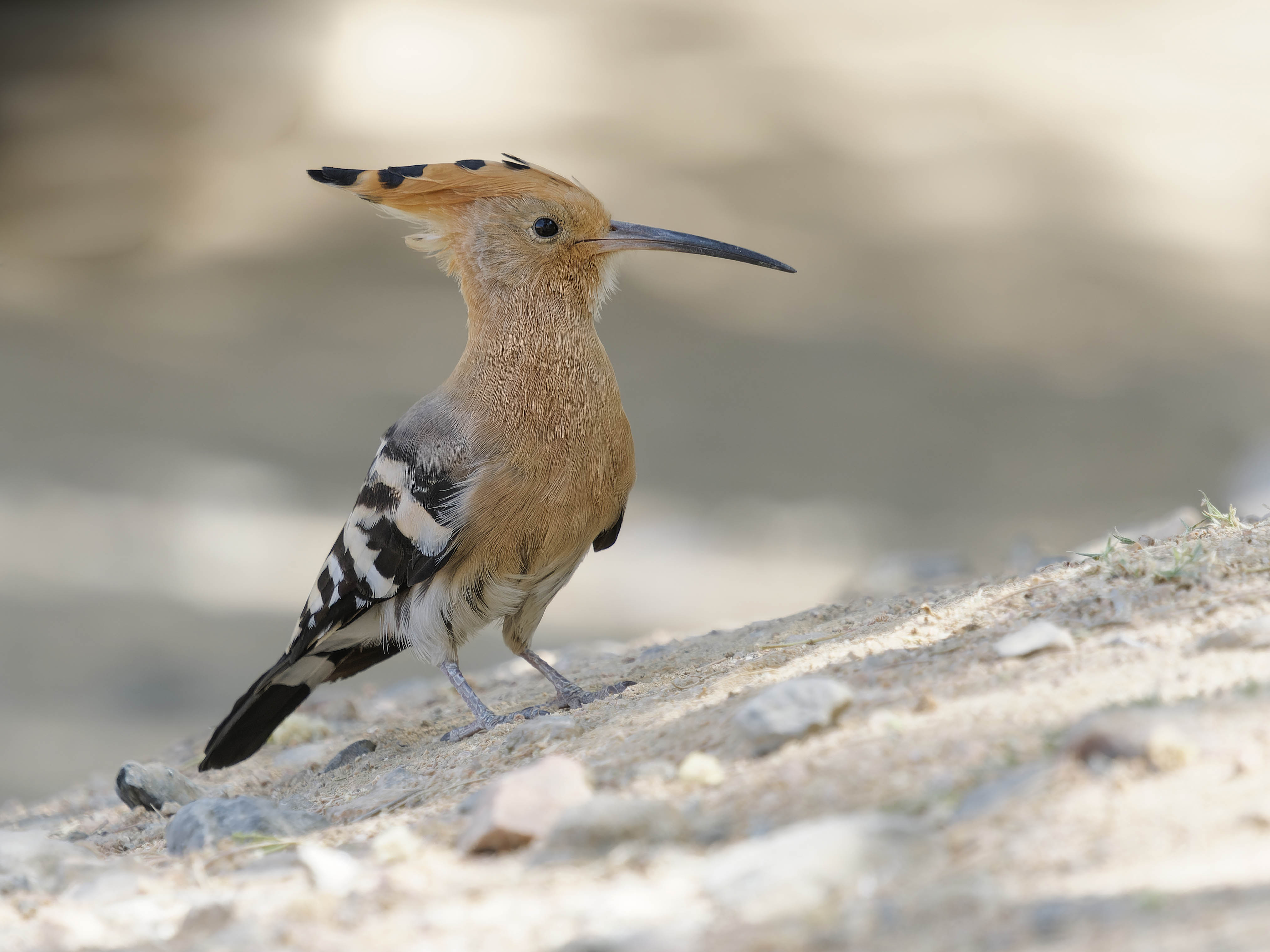 Data loggers solve mystery of desert and sea crossings - BirdGuides
