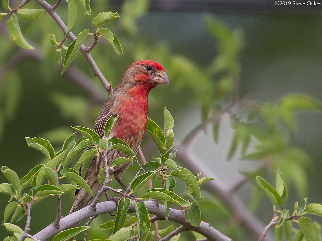 House Finch by Steve Oakes - BirdGuides