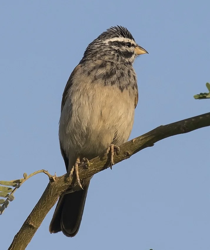 Details : House Bunting - BirdGuides