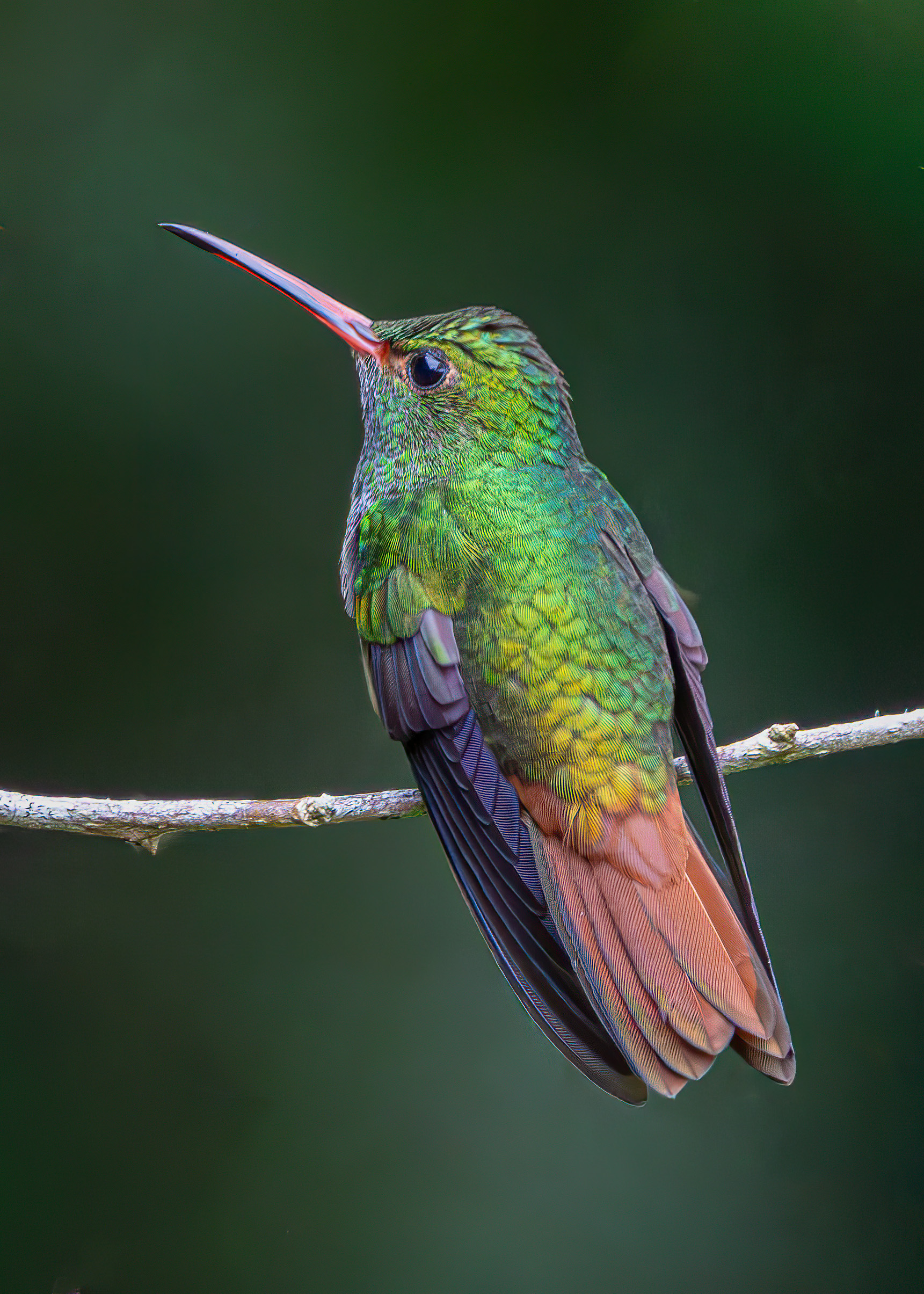Rufous-tailed Hummingbird by Donald Hutchins - BirdGuides
