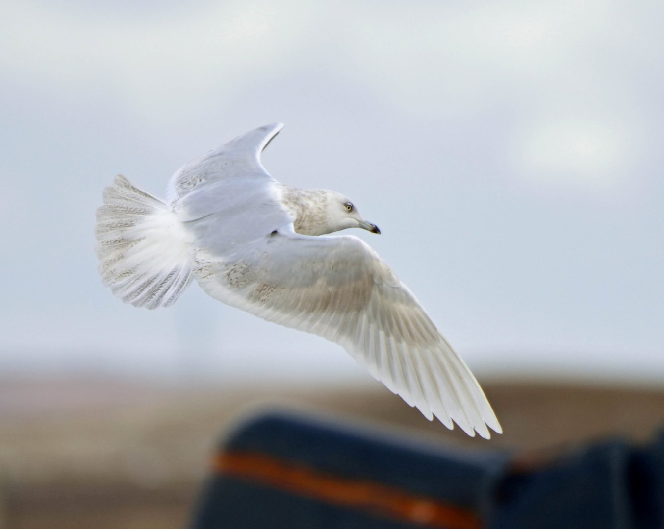 Iceland Gull by Steve Duffield - BirdGuides