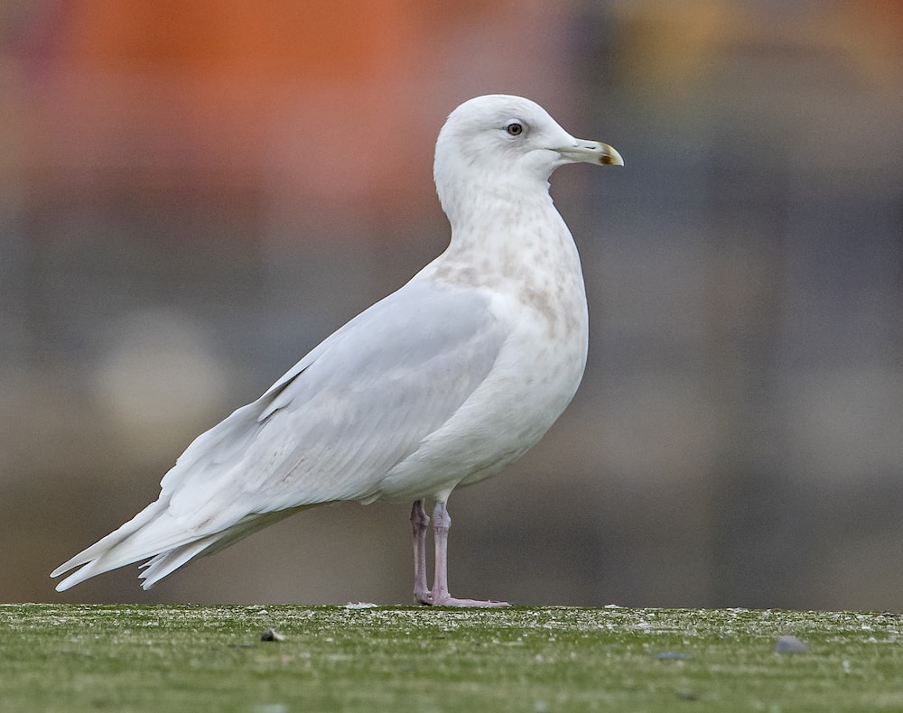 Iceland Gull by Martyn Jones - BirdGuides