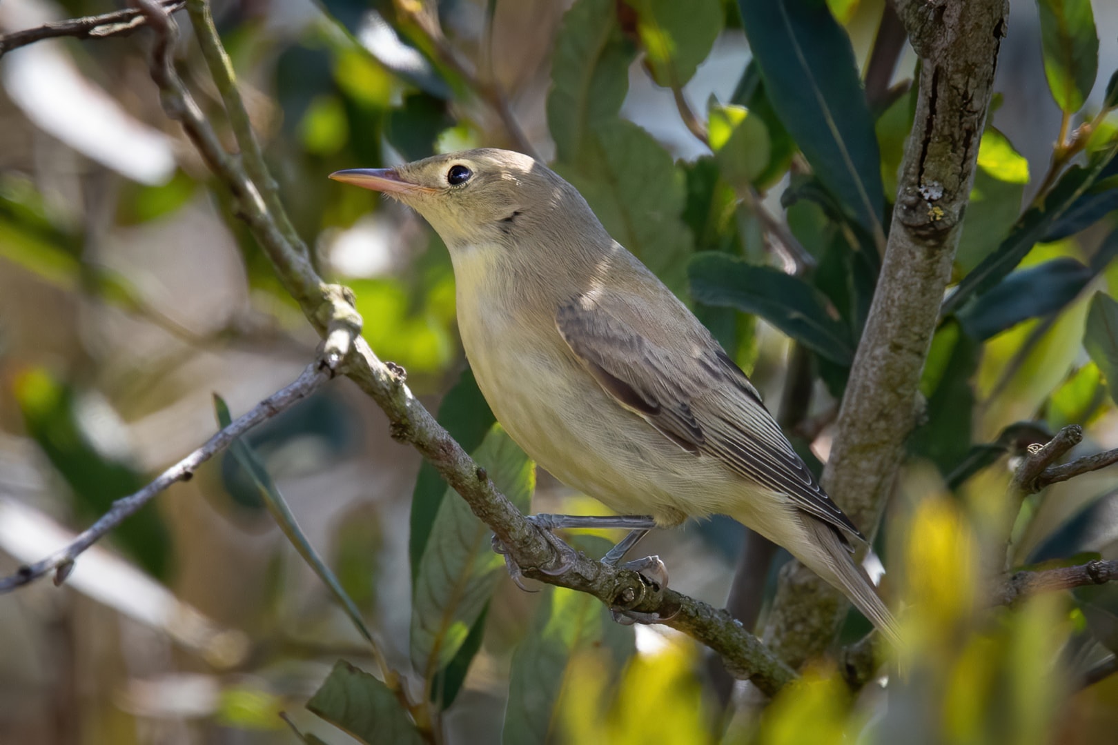 Icterine Warbler by Jeremy Mcclements - BirdGuides