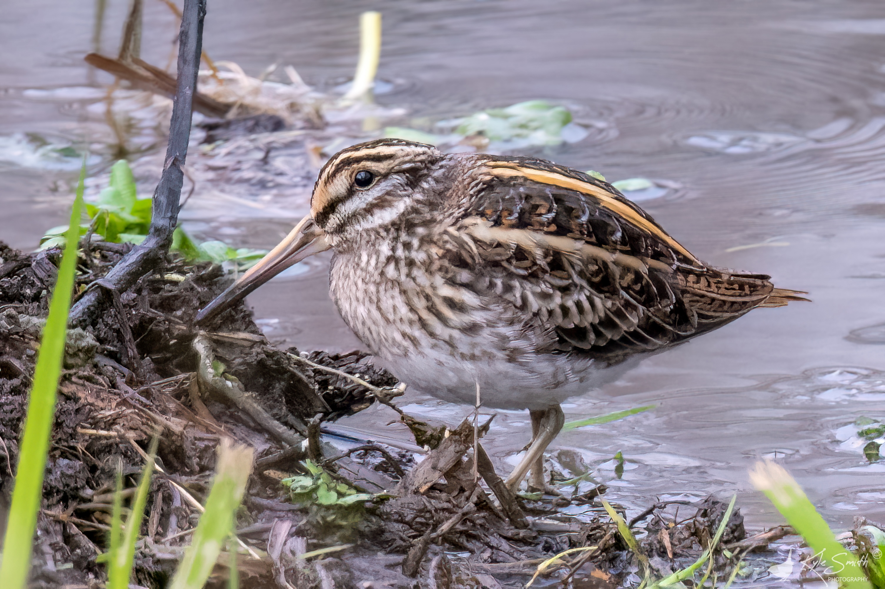 Jack Snipe by Kyle Smith - BirdGuides
